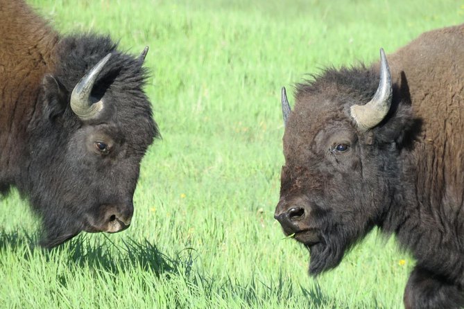 Yellowstone National Park - Full-Day Lower Loop Tour from West Yellowstone - FAQs