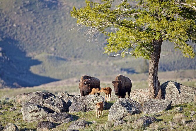 Yellowstone National Park Group Tour - Exploring Yellowstone in a Single Day