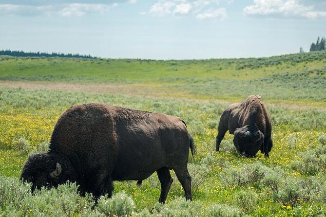 Yellowstone National Park Group Tour - The Advantage of a Guided Tour