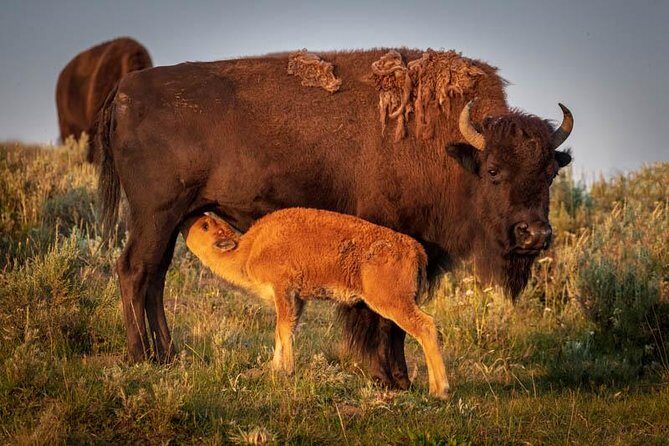 Yellowstone National Park Group Tour - The Sum Up