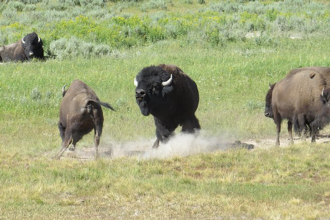 Yellowstone National Park - PRIVATE Full-Day Lower Loop Tour from Jackson Hole - Who Should Consider This Tour?