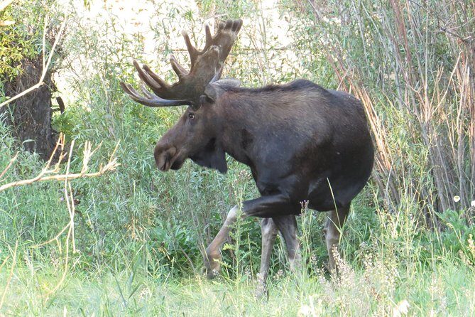Yellowstone National Park - PRIVATE Full-Day Lower Loop Tour from W. Yellowstone - Final thoughts