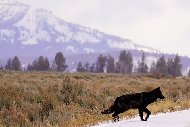 Yellowstone National Park Private Guided Tour - Full Day - The Sum Up