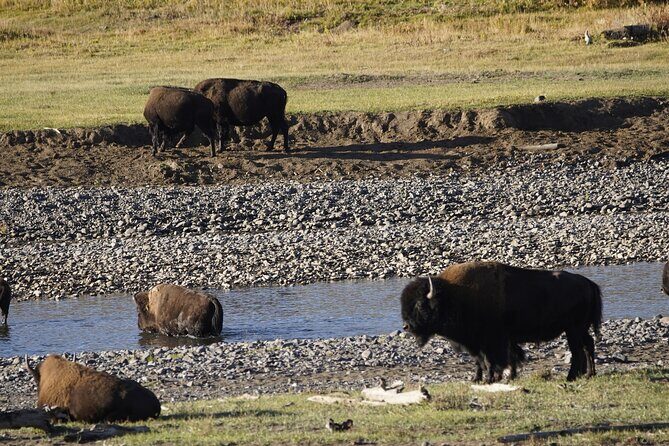 Yellowstone National Park Private Guided Tour - Full Day - Frequently Asked Questions
