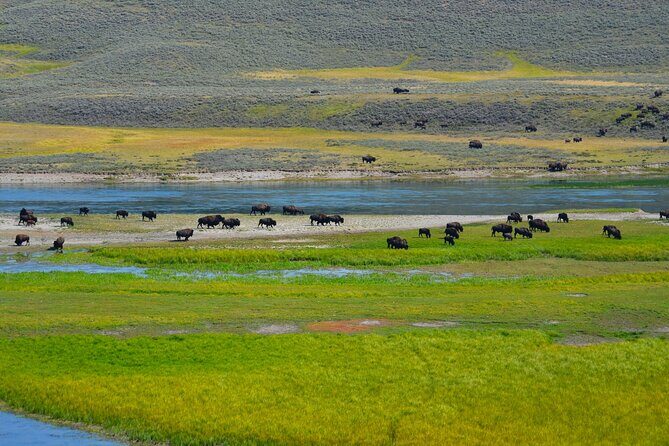 Yellowstone National Park - Private Lower Loop Adventure - Final Thoughts