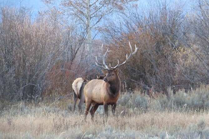 Yellowstone National Park - PRIVATE Upper Loop Tour from West Yellowstone - What Makes This Tour Stand Out?