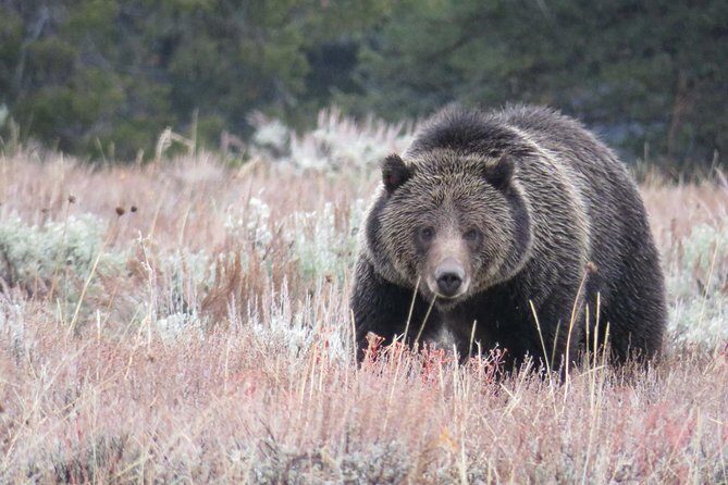 Yellowstone National Park - PRIVATE Upper Loop Tour from West Yellowstone - Final Thoughts