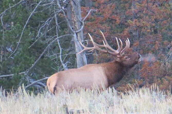 Yellowstone National Park - PRIVATE Upper Loop Tour from West Yellowstone - Frequently Asked Questions