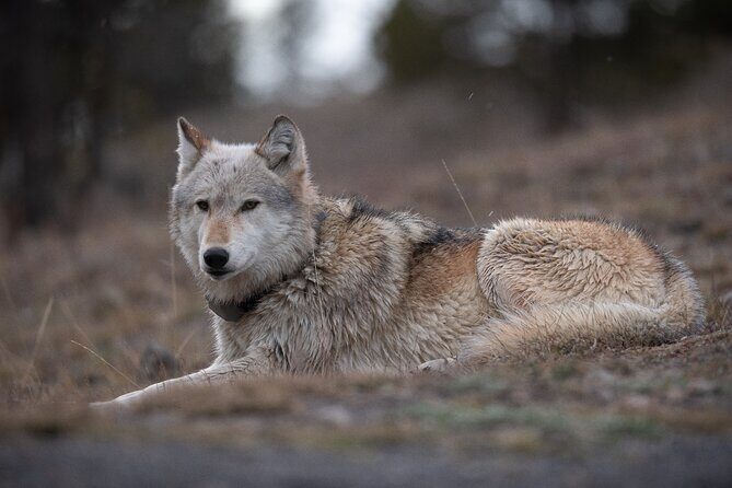 Yellowstone National Park Private Wildlife Tour - An Introduction to the Yellowstone Private Wildlife Tour