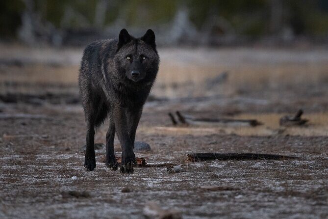 Yellowstone National Park Private Wildlife Tour - Who Will Love This Tour?