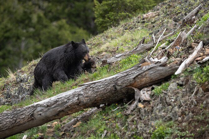 Yellowstone National Park Private Wildlife Tour - The Sum Up