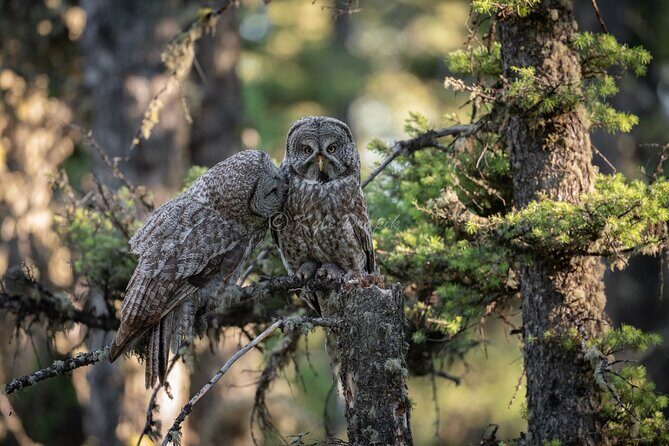 Yellowstone National Park Private Wildlife Tour - FAQ