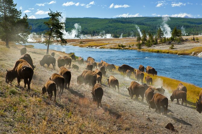 Yellowstone National Park Self-Guided Driving Audio Tour - Value and Who Will Appreciate This Tour?