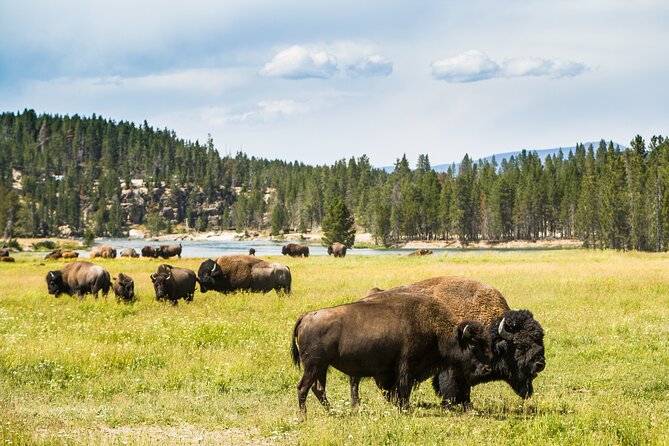 Yellowstone National Park Self-Guided Driving Audio Tour - The Sum Up