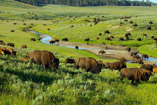 Yellowstone National Park Tour from Jackson Hole - The Practical Side: What to Expect