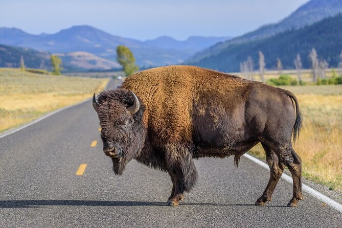 Yellowstone National Park Tour from Jackson Hole - Final Thoughts