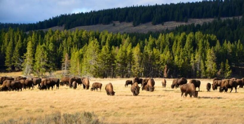 Yellowstone: Old Faithful, Waterfalls, and Wildlife Day Tour - Authentic Experiences and Traveler Feedback