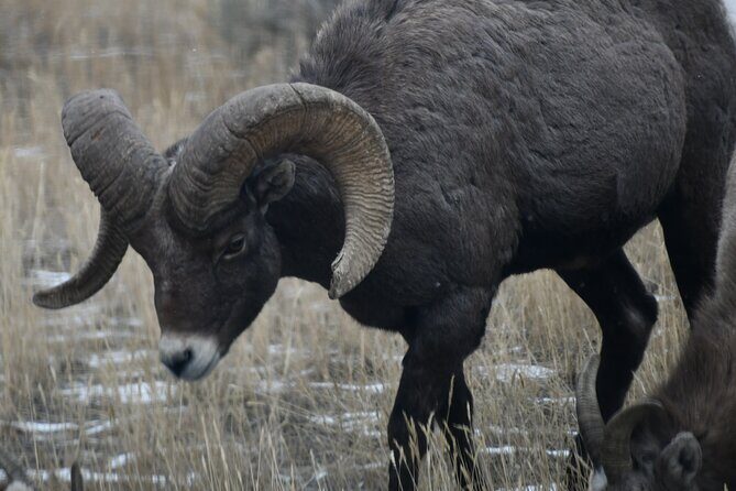 Yellowstone Park Private Day Trip from Big Sky - Full or Half Day - The Sum Up: Who Is This Tour For?