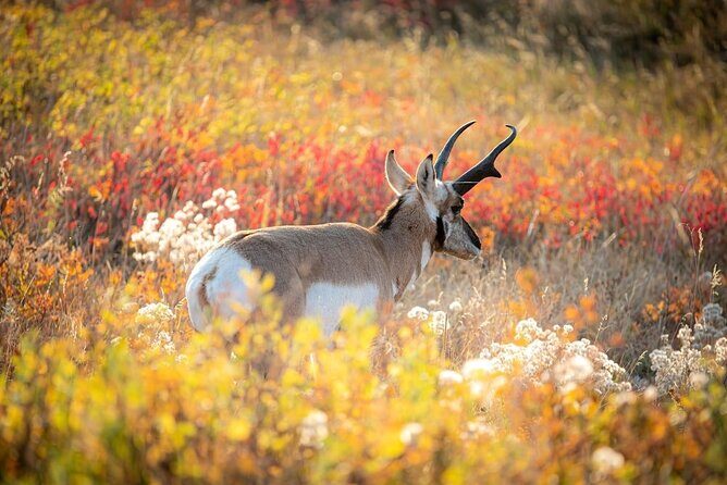 Yellowstone Private Full Day Tour - Discovering Yellowstone with a Private Full-Day Tour