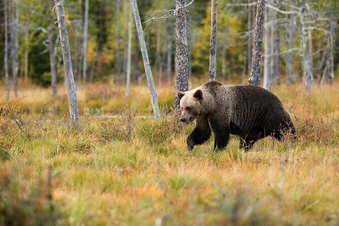 Yellowstone Private Full Day Tour - A Deep Dive into the Yellowstone Private Full-Day Tour