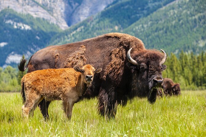 Yellowstone: Private Guided Tour - Key Points