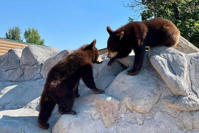 Yellowstone Private Tour Up To 14 - A Surprise Activity Included - FAQ