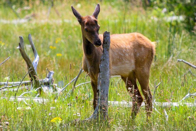 Yellowstone Private Upper Loop Tour with Lunch - Who Will Love This Tour?