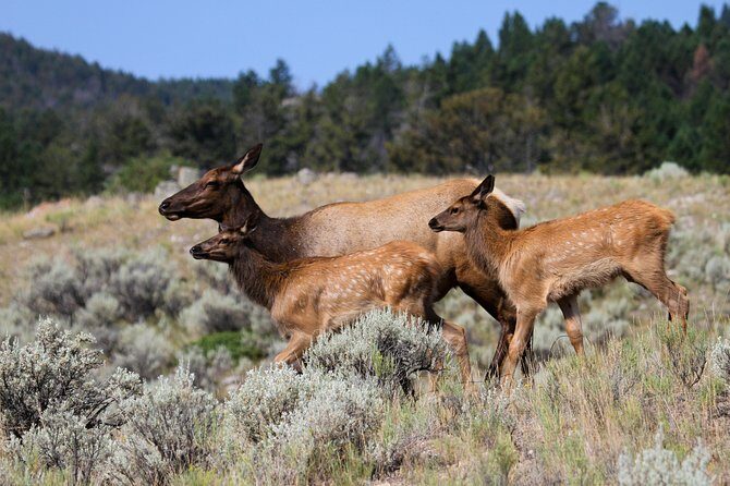 Yellowstone Private Upper Loop Tour with Lunch - FAQs