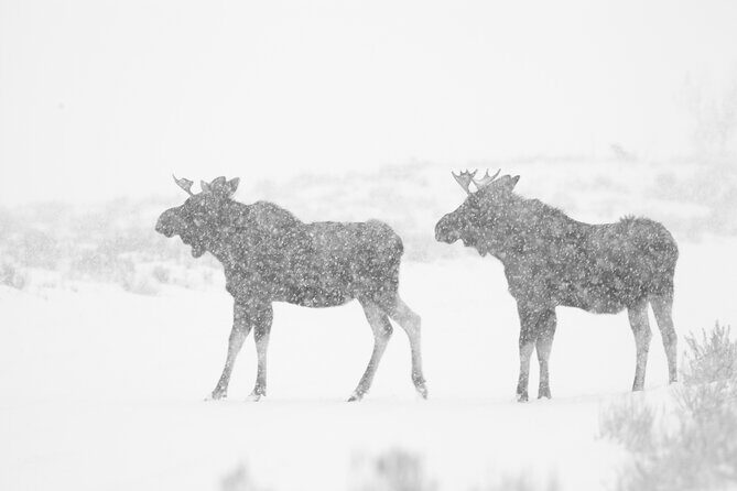 Yellowstone Snowshoe Adventure - Private Tour from Jackson Hole - The Price and Value