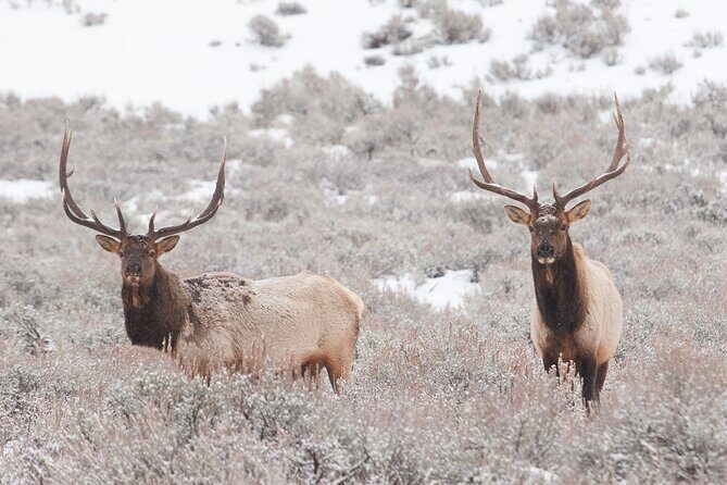 Yellowstone Snowshoe Adventure - Private Tour from Jackson Hole - Authentic Traveler Feedback