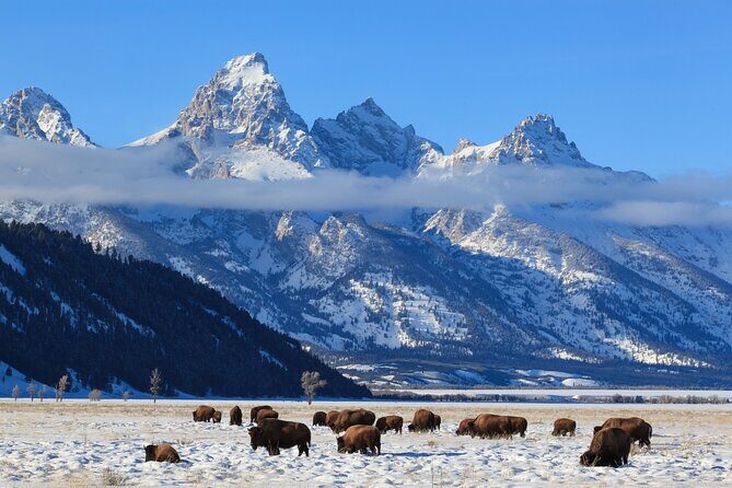Yellowstone Snowshoe Adventure - Private Tour from Jackson Hole - FAQ