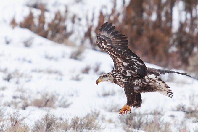 Yellowstone Snowshoe Safari from Bozeman - Private Tour - An In-Depth Look at the Yellowstone Snowshoe Safari