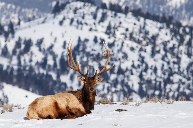 Yellowstone Snowshoe Safari from Bozeman - Private Tour - Who Should Consider This Tour?