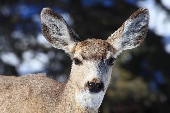 Yellowstone Snowshoe Safari from Bozeman - Private Tour - The Sum Up