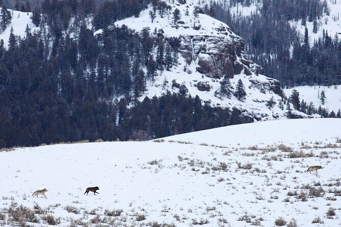 Yellowstone Snowshoe Safari from Bozeman - Private Tour - FAQs