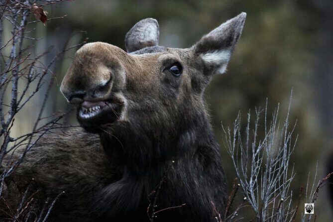 Yellowstone Two-Step 2 Days Upper+Lower Loop Fr.West Yellowstone - The Experience’s Strengths and Considerations