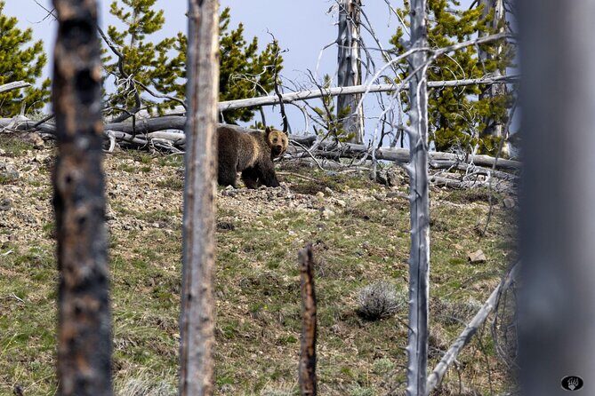 Yellowstone Wildlife and Photo Tours Upper Loop Tour From Cody - Authentic Experiences and the Power of Guides