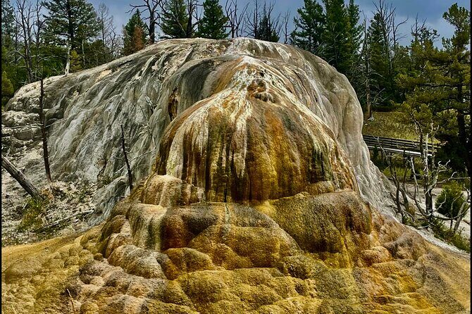 Yellowstone Wildlife and Photo Tours Upper Loop Tour From Cody - The Value Proposition