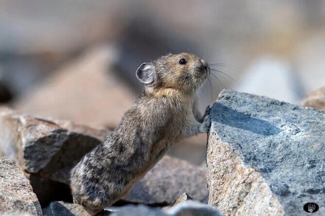 Yellowstone Wildlife and Photo Tours Upper Loop Tour From Cody - Who Will Love This Tour?