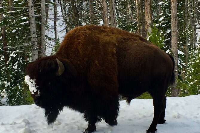 Yellowstone Wildlife and Photo Tours Upper Loop Tour From Cody - FAQ