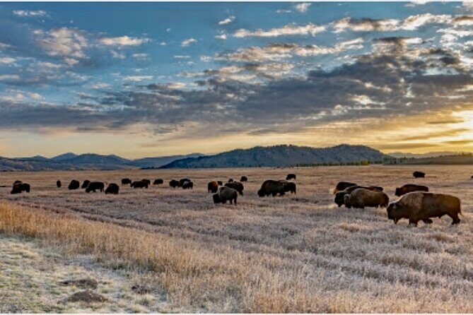 Yellowstone Wildlife and Photo Upper Loop Tour West Yellowstone - Pricing and Value: Is It Worth It?
