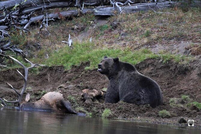 Yellowstone Wildlife and Photo Upper Loop Tour West Yellowstone - Who Would Love This Tour?