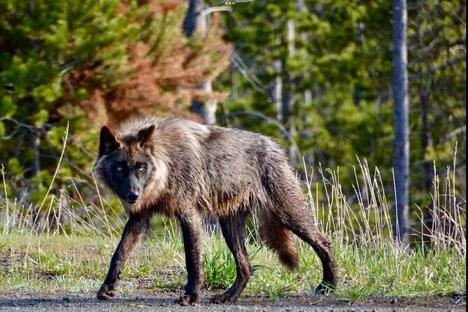 Yellowstone Wildlife and Photo Upper Loop Tour West Yellowstone - FAQs