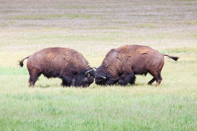 Yellowstone Wildlife Safari From Bozeman - Private Tour - Exploring Yellowstones Diverse Wildlife