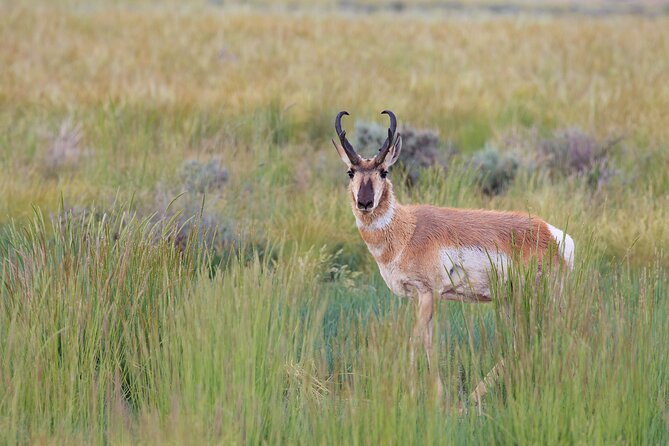 Yellowstone Wildlife Safari From Bozeman - Private Tour - Guest Reviews and Testimonials
