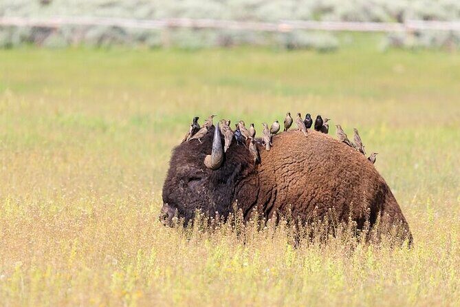 Yellowstone Wildlife Safari in Lamar Valley from Bozeman - FAQs
