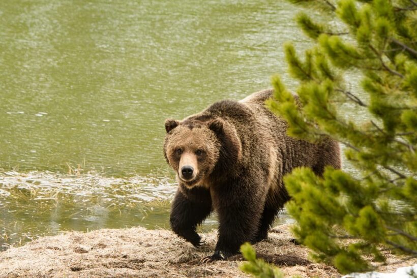 Yellowstone Wildlife Tour - Exploring Yellowstone’s Hidden Corners on a Private Hike