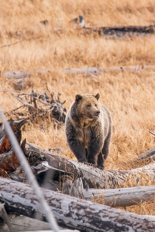 Yellowstone Wildlife Tour - What to Expect on the Day