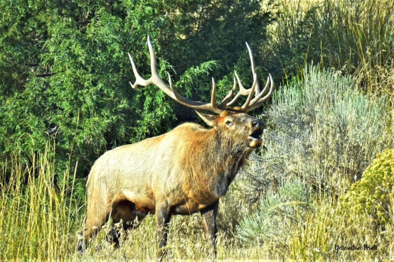 Yellowstone Wildlife Tours: From West Yellowstone Montana - The Sum Up: Is This Tour Right for You?