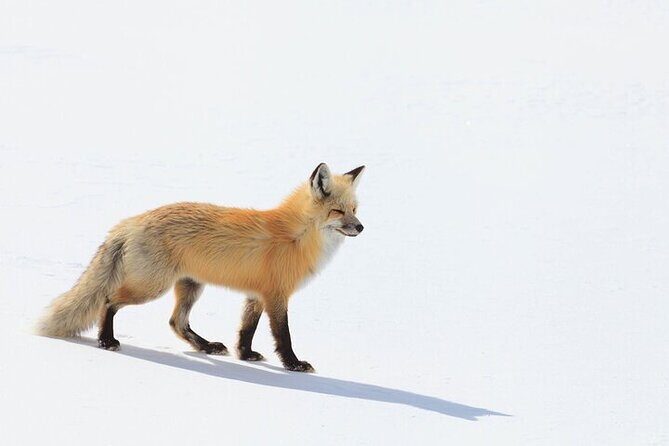 Yellowstone Winter Wildlife Safari from Bozeman - An In-Depth Look at the Yellowstone Winter Safari